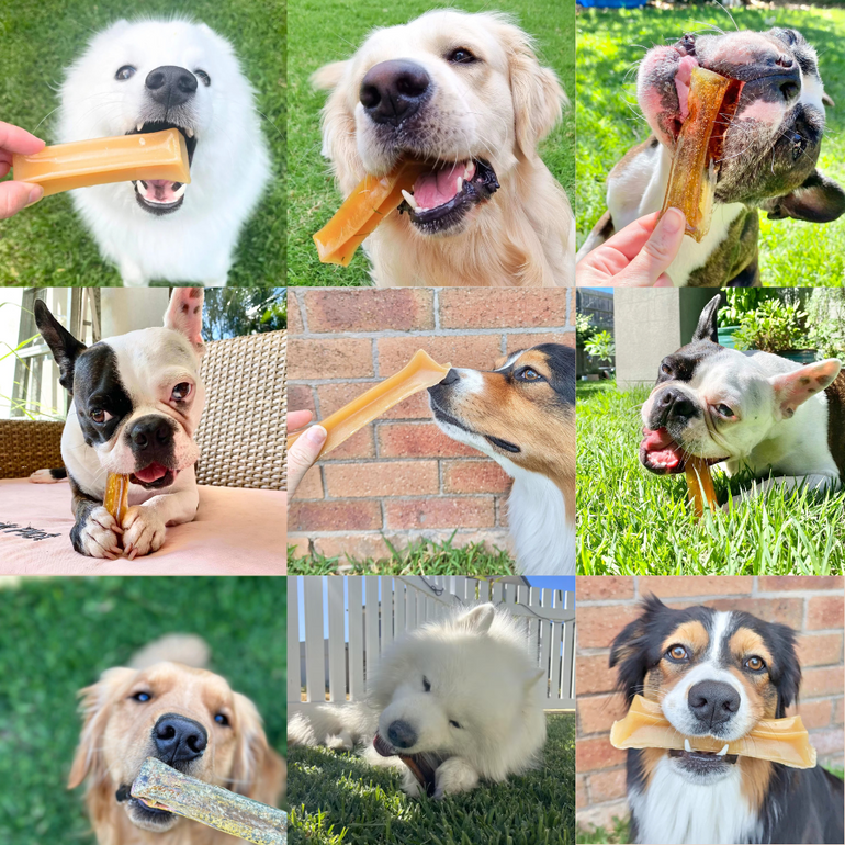 Premium Bone Marrow Dog Chews in Australia | Marrowz